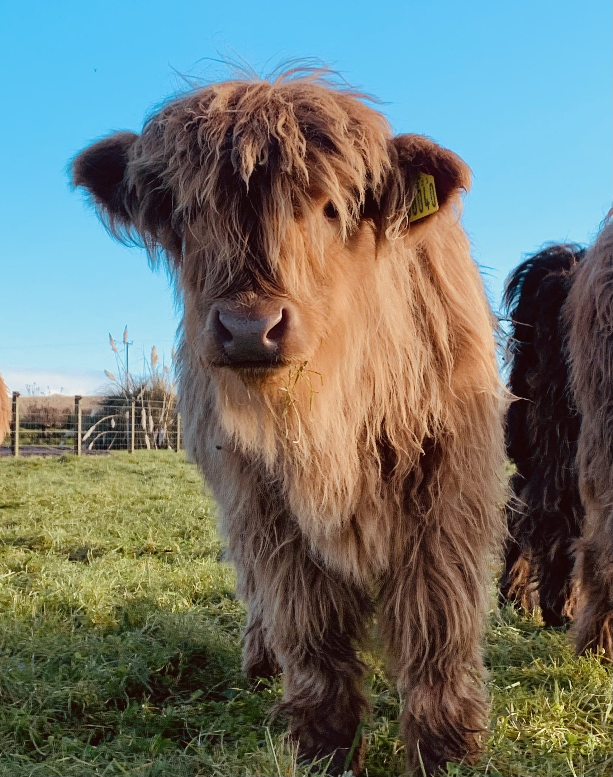 Highland Cattle - Cloak Caravan Park